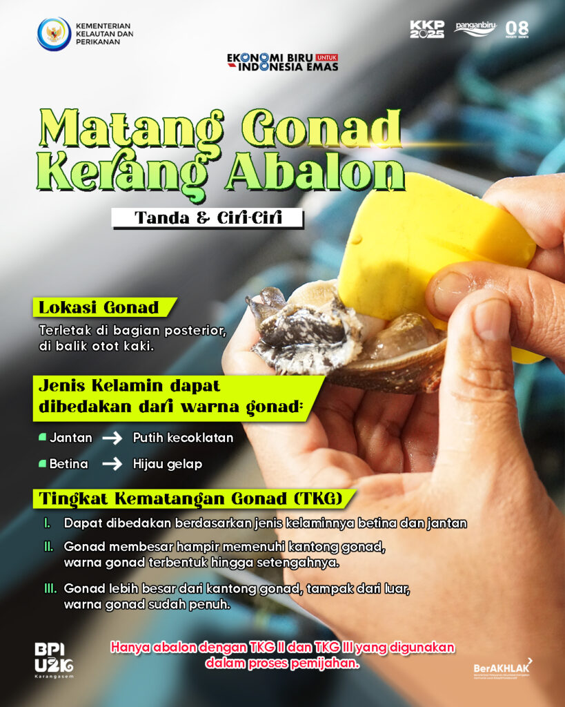 Kenali Tingkat Kematangan Gonad Kerang Abalon – Laman Publikasi BPIU2K ...